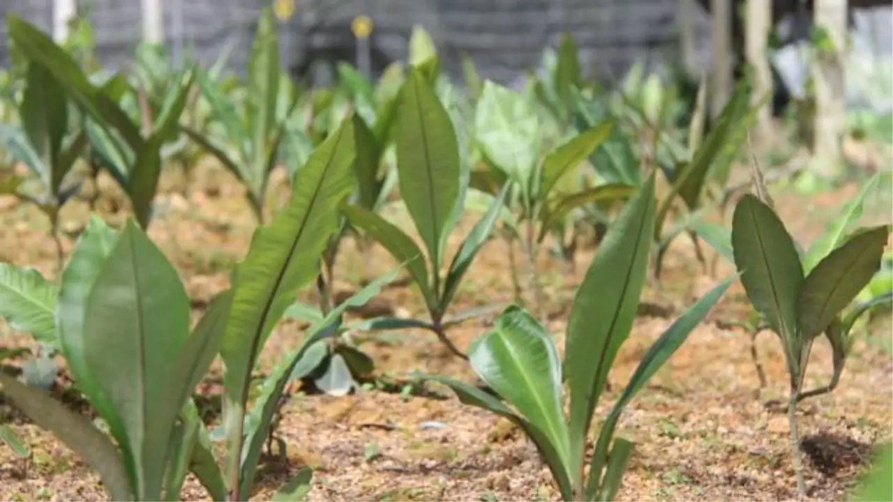 6 Khasiat Kacip Fatimah Untuk Wanita Berdasarkan Kajian