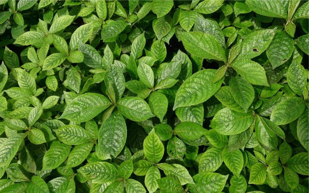 8 Khasiat Daun Pecah Beling Untuk Kesihatan Yang Luar Biasa